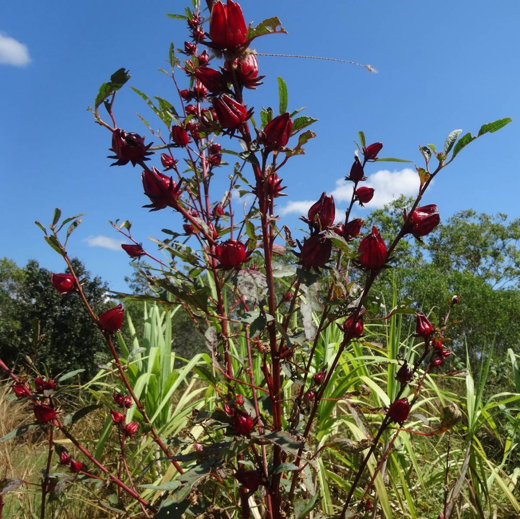 Rosella: A Wonderful 'Bush Tucker' Plant - Tropical House & Garden