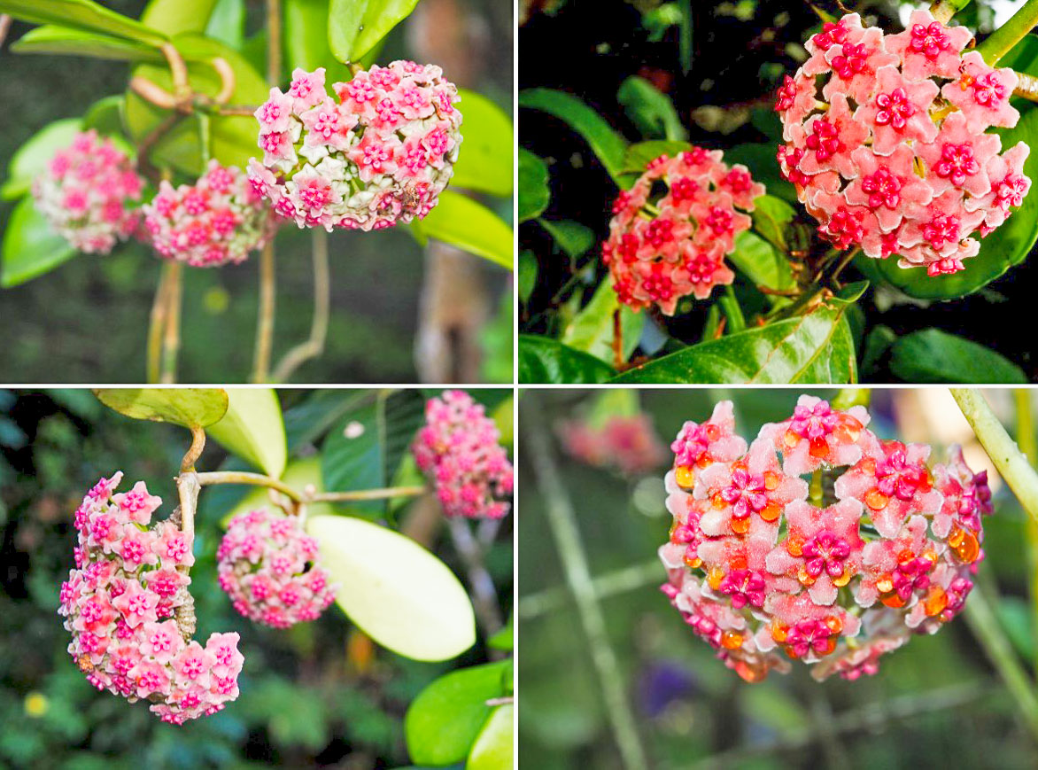 Growing Hoyas as Garden Plants in the Tropics - Tropical House & Garden