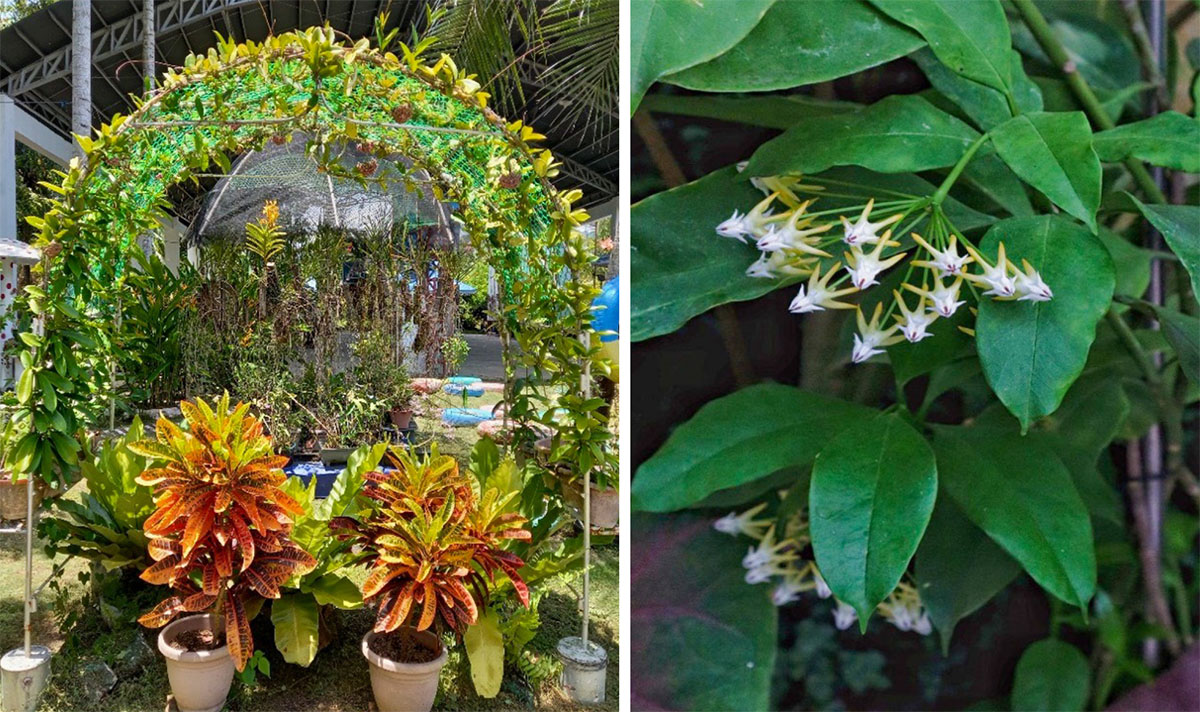 Growing Hoyas as Garden Plants in the Tropics - Tropical House & Garden