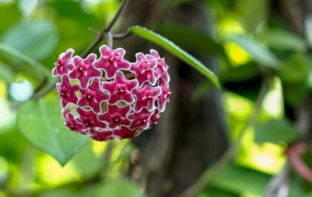 Growing Hoyas as Garden Plants in the Tropics - Tropical House & Garden