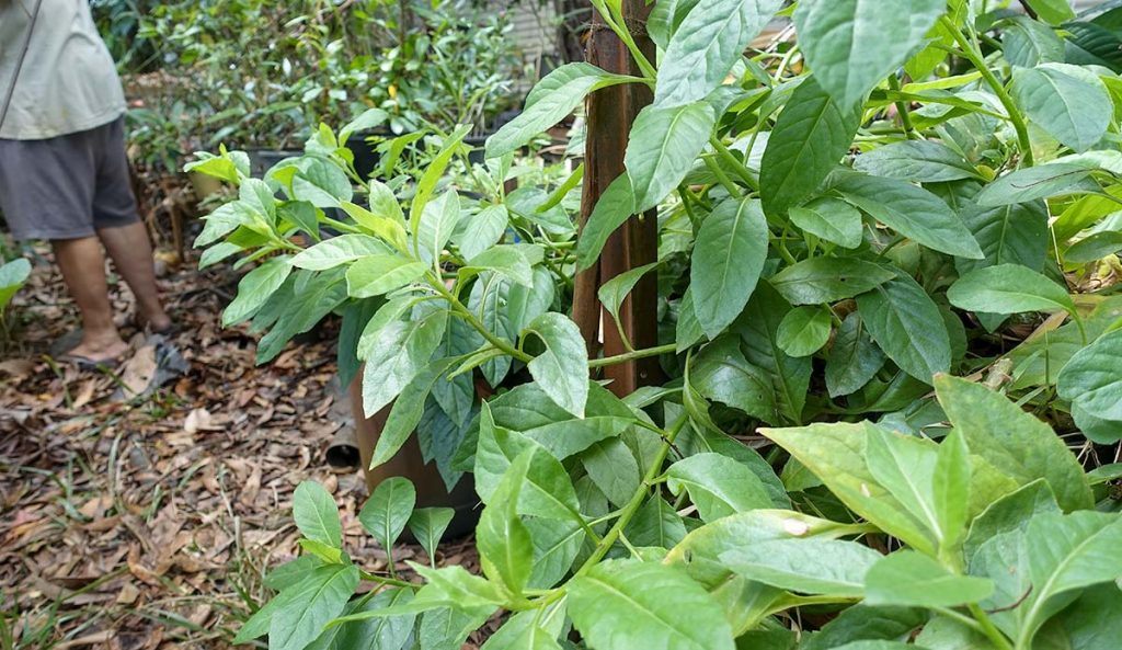 Gynura procumbens: Greens to Grow for Long Life - Tropical House & Garden