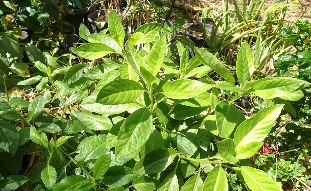 Gynura procumbens: Greens to Grow for Long Life - Tropical House & Garden