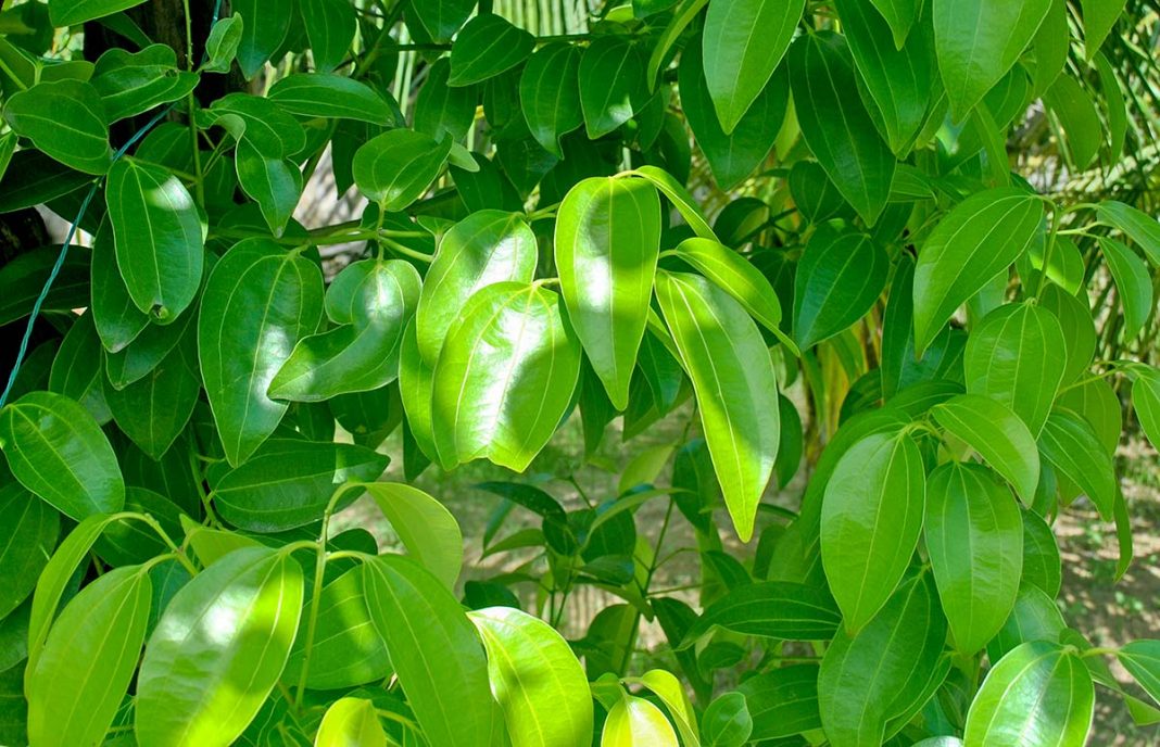 The Story of Cinnamon: How to Grow and Propagate It - Tropical House ...