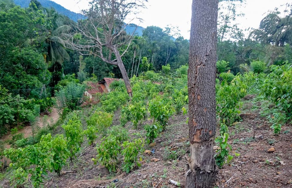 The Story of Cinnamon: How to Grow and Propagate It - Tropical House ...