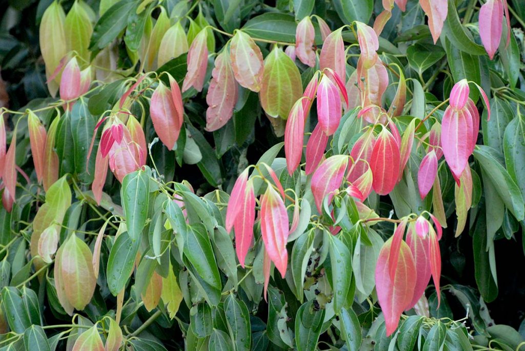 The Story of Cinnamon: How to Grow and Propagate It - Tropical House ...