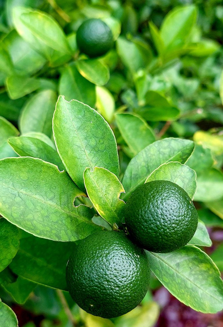 The Calamansi: Southeast Asia's Dwarf Lime - Tropical House & Garden