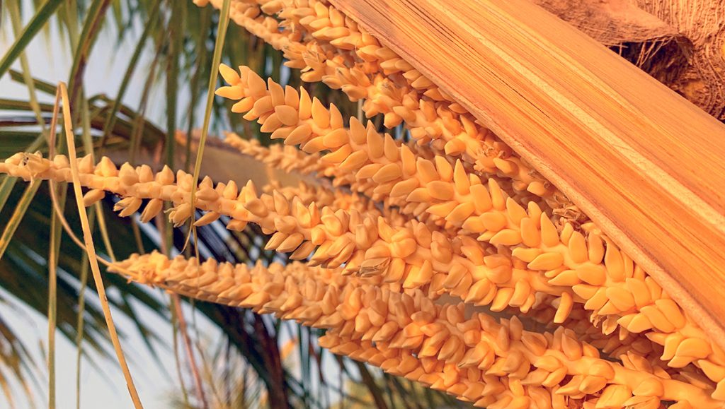 The Coconut Palm: Queen of the Tropics - Tropical House & Garden